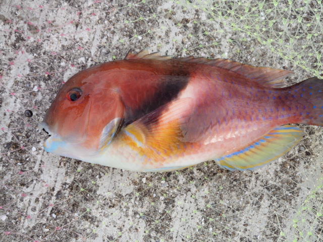 About Japan's land | How to fishing of Japan for foreign anglers