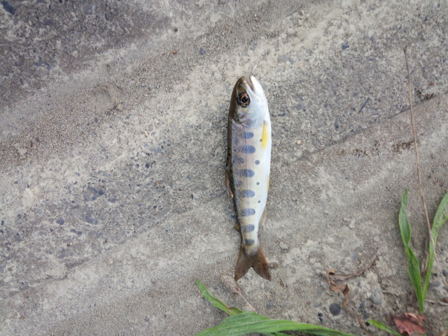 About Japan's land | How to fishing of Japan for foreign anglers